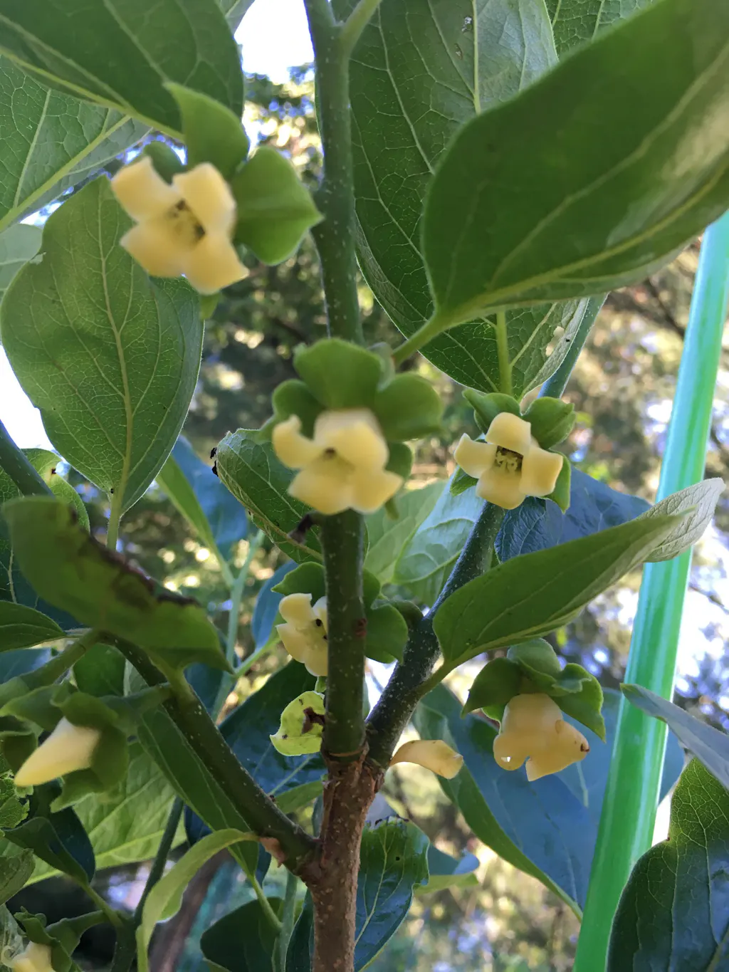 Nikita's Gift Persimmon Tree - Raintree Nursery