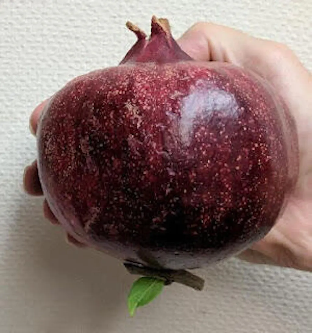 Parfianka Pomegranate - Raintree Nursery