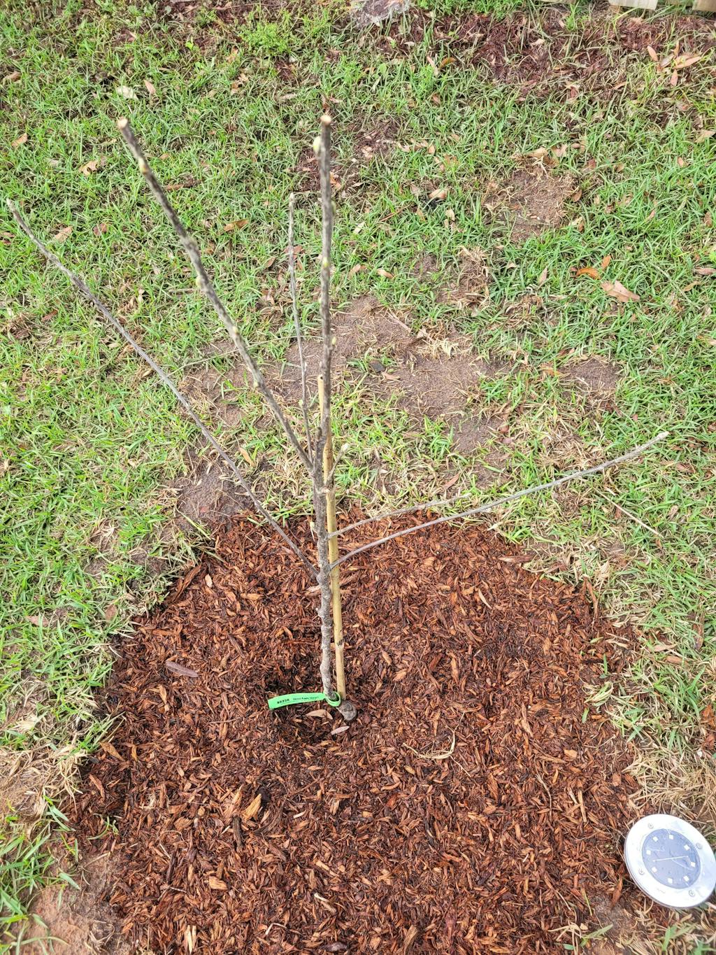 Sansa Apple — Raintree Nursery