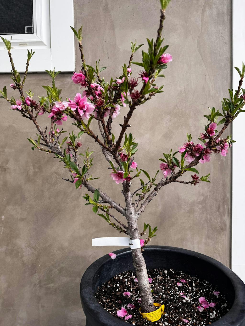 Pix Zee Dwarf Peach - Miniature — Raintree Nursery