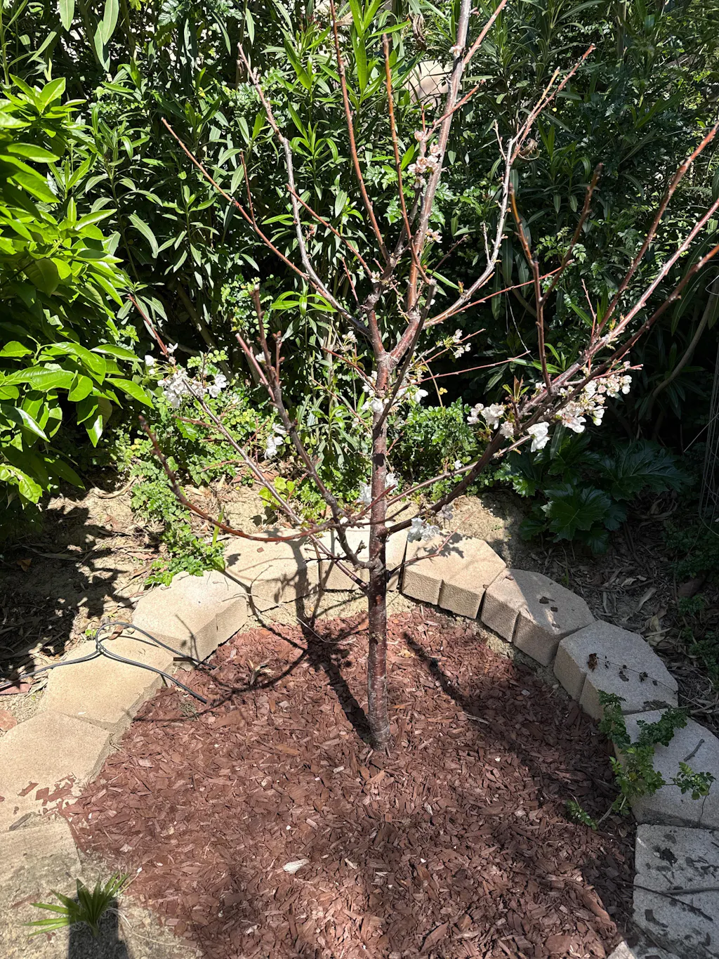 Almaden Duke Cherry - Raintree Nursery