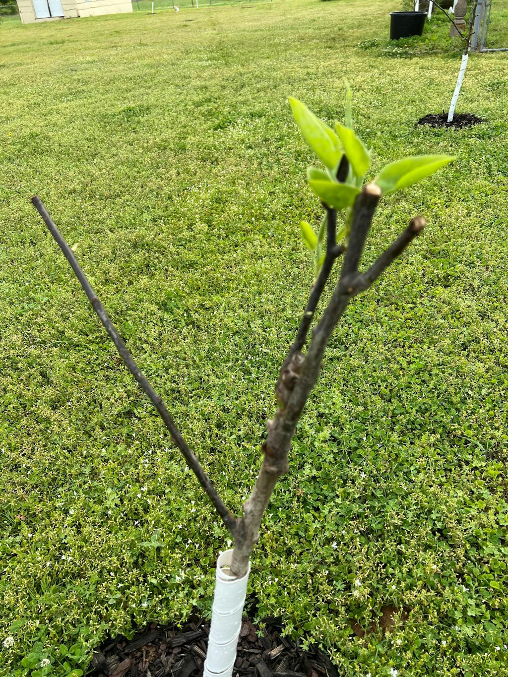 Combo Asian Pear Tree (3 Varieties) — Raintree Nursery