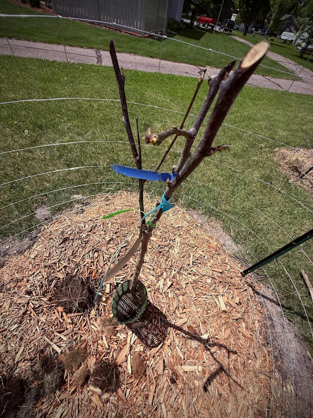 Combo Asian Pear Tree (3 Varieties) — Raintree Nursery