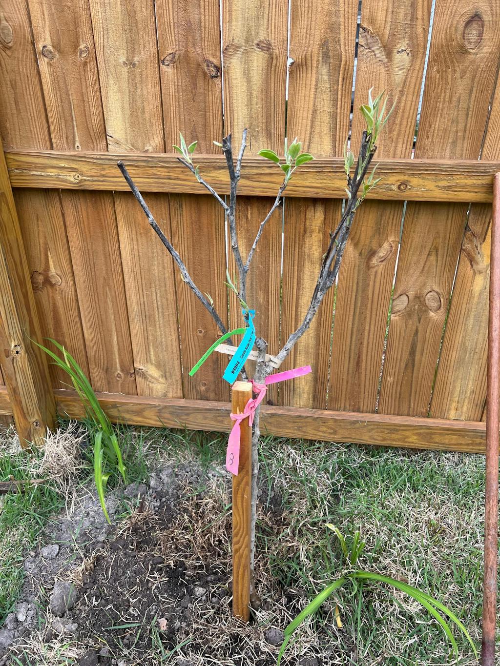 Combo Asian Pear Tree (3 Varieties) — Raintree Nursery
