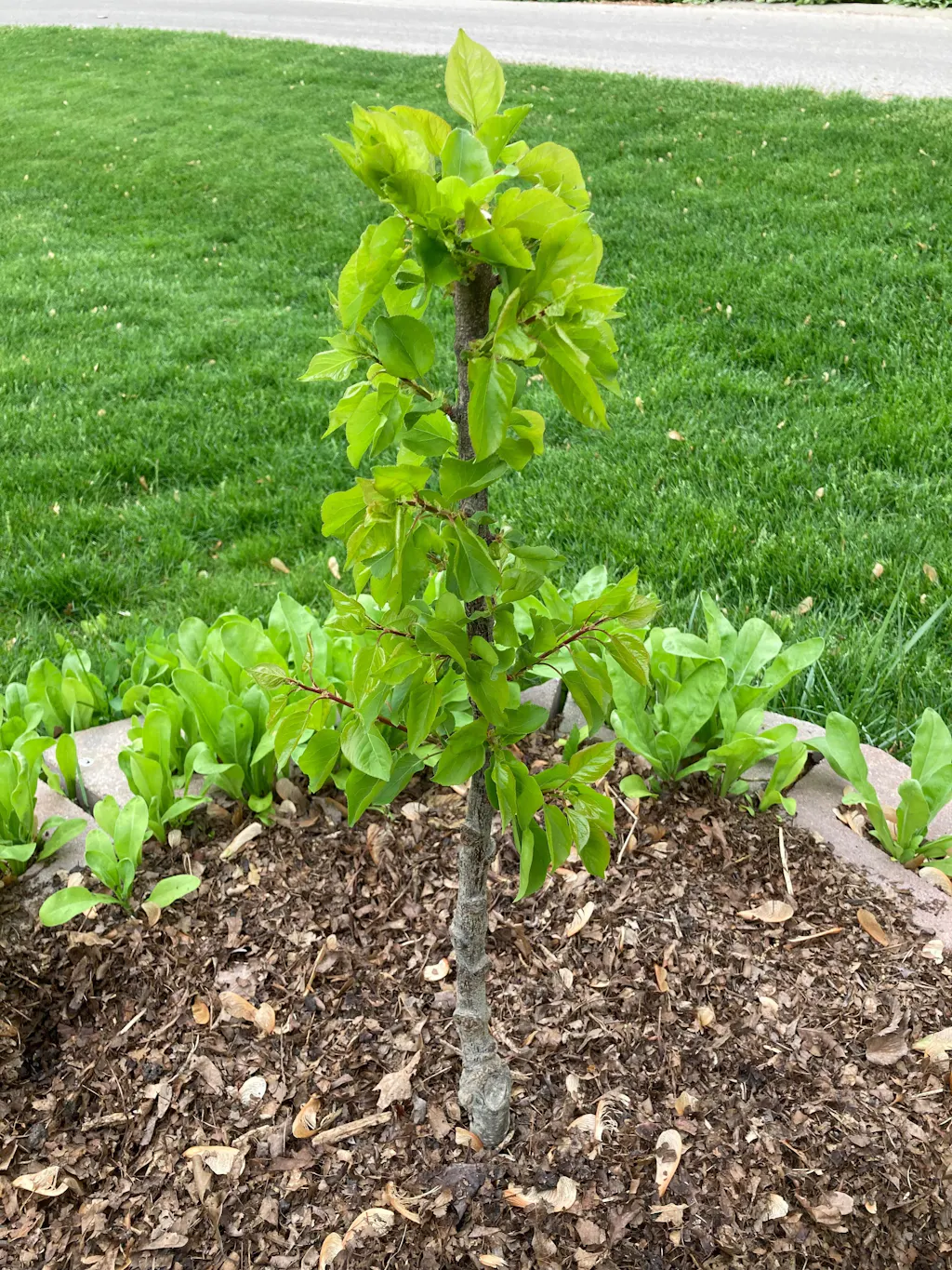 Harglow Apricot — Raintree Nursery