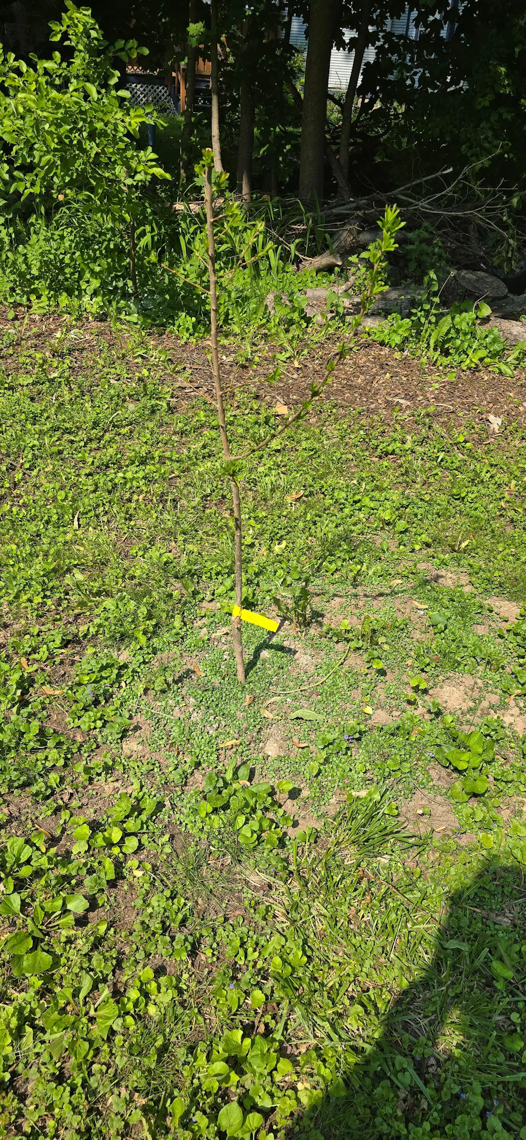 Dapple Dandy Pluot — Raintree Nursery