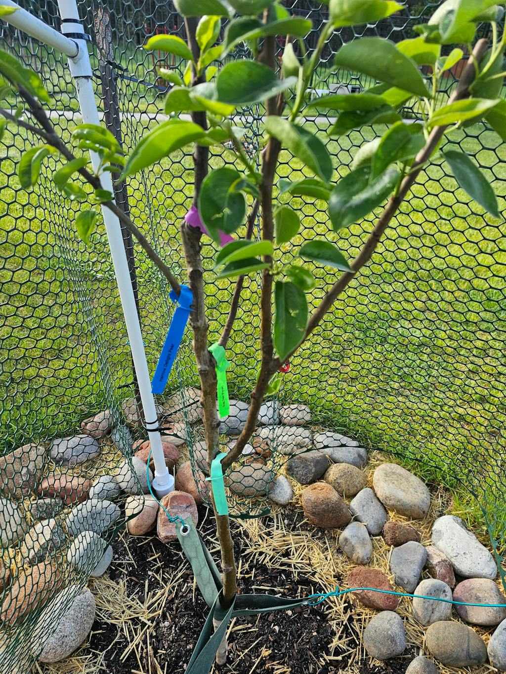 Combo European Pear Tree (4 varieties) — Raintree Nursery