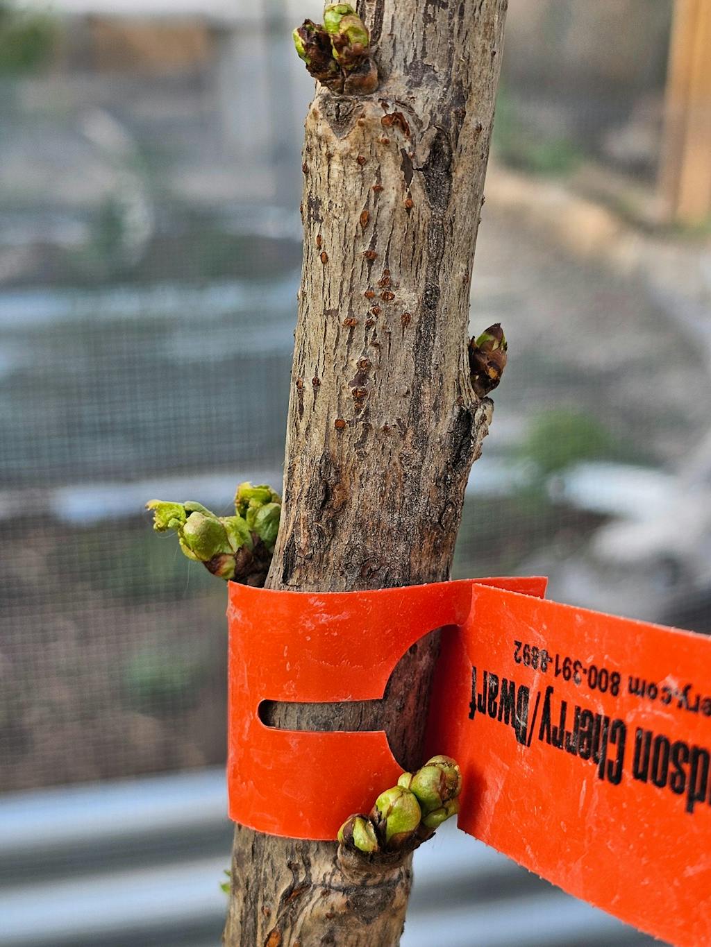 Hudson Cherry — Raintree Nursery