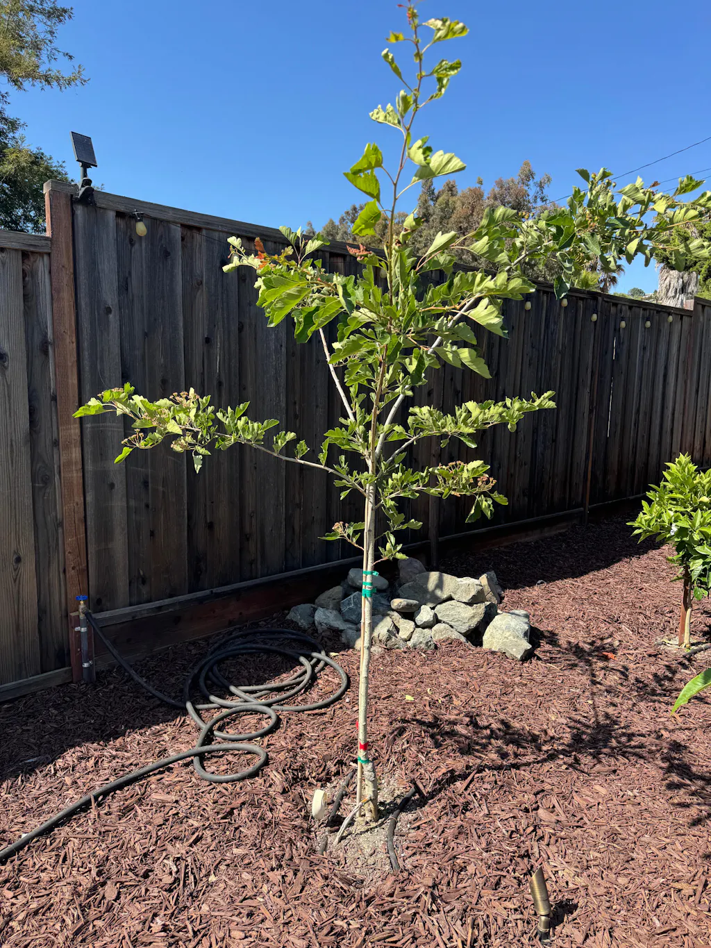 Red Sun Chinese Hawthorn - Raintree Nursery