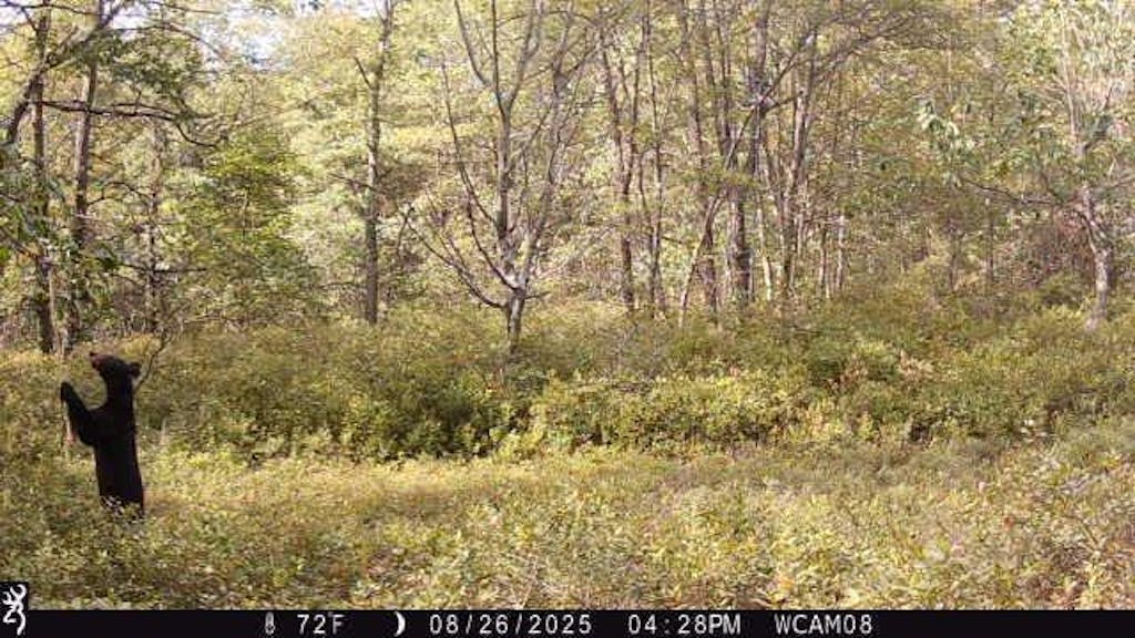 Buck Pre-Orbital Gland Lure | Scrape King | Raised Hunting Scents