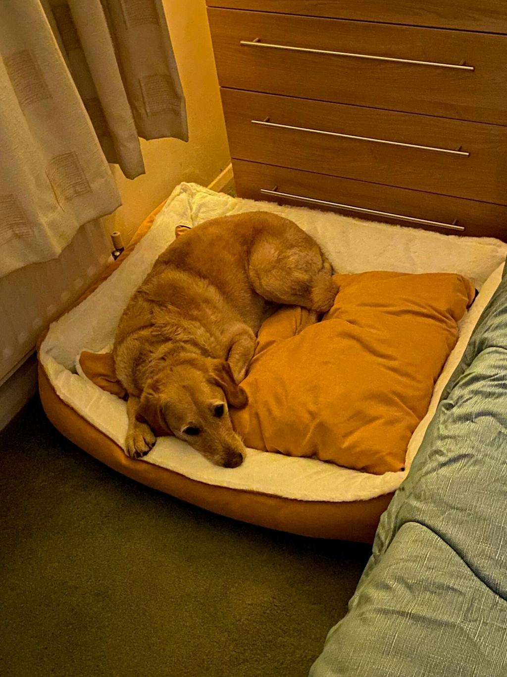 Luxury Velvet Dog Bed | Chic Mustard Fabric | Machine Washable