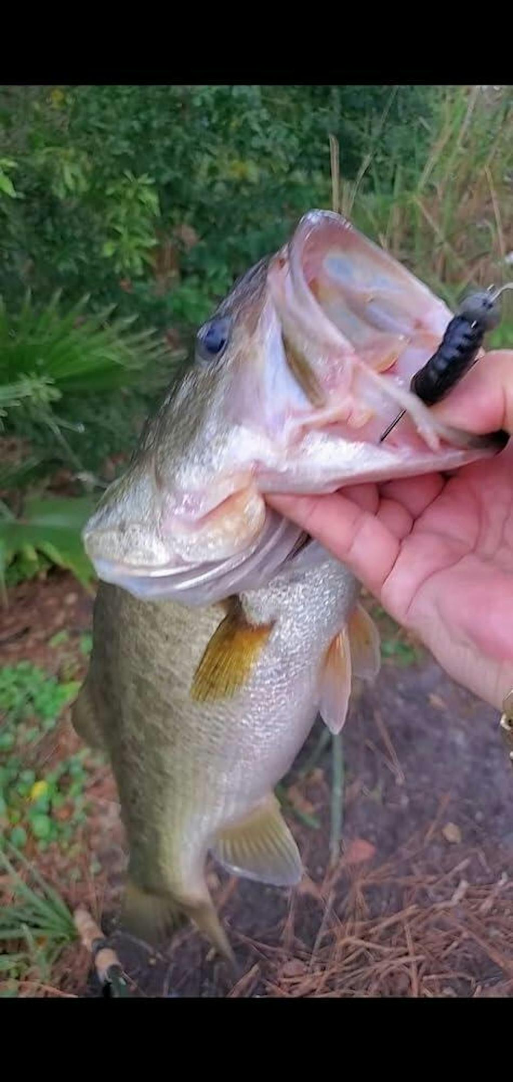 Reaction Tackle Tungsten Shaky Head Jigs 5-Pack | Reaction Tackle