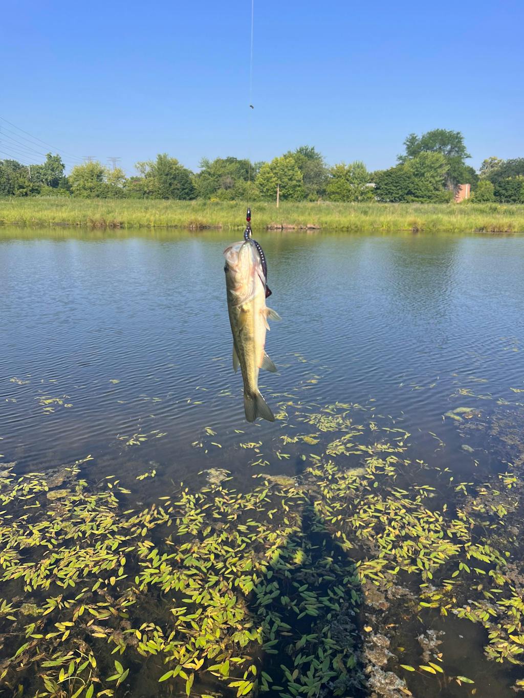 Battle of the Shaky Heads: The Best Shaky Head Jigs for Clear vs. Murky ...