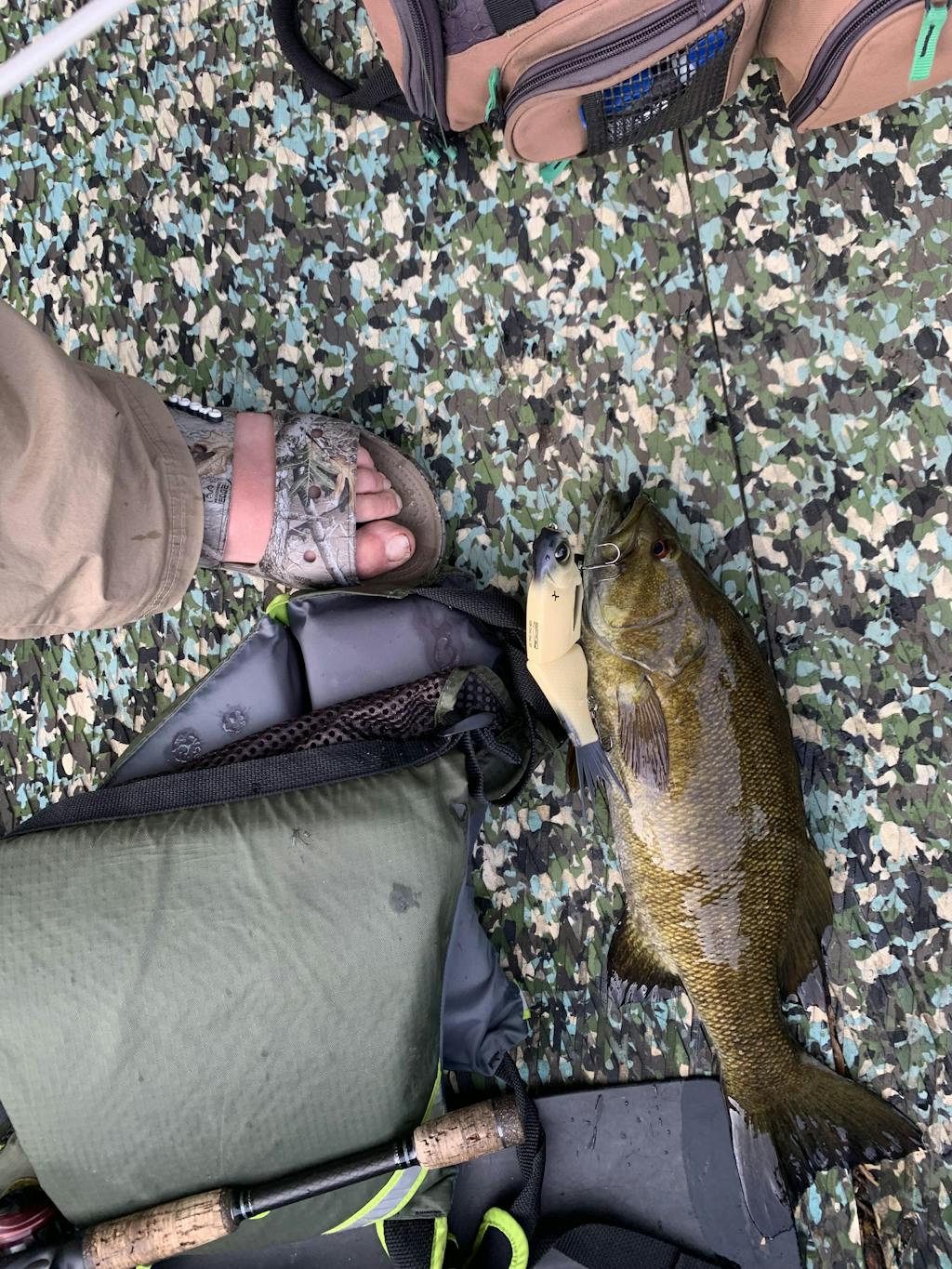 SPRO KGB Series Chad Shad Glide Bait