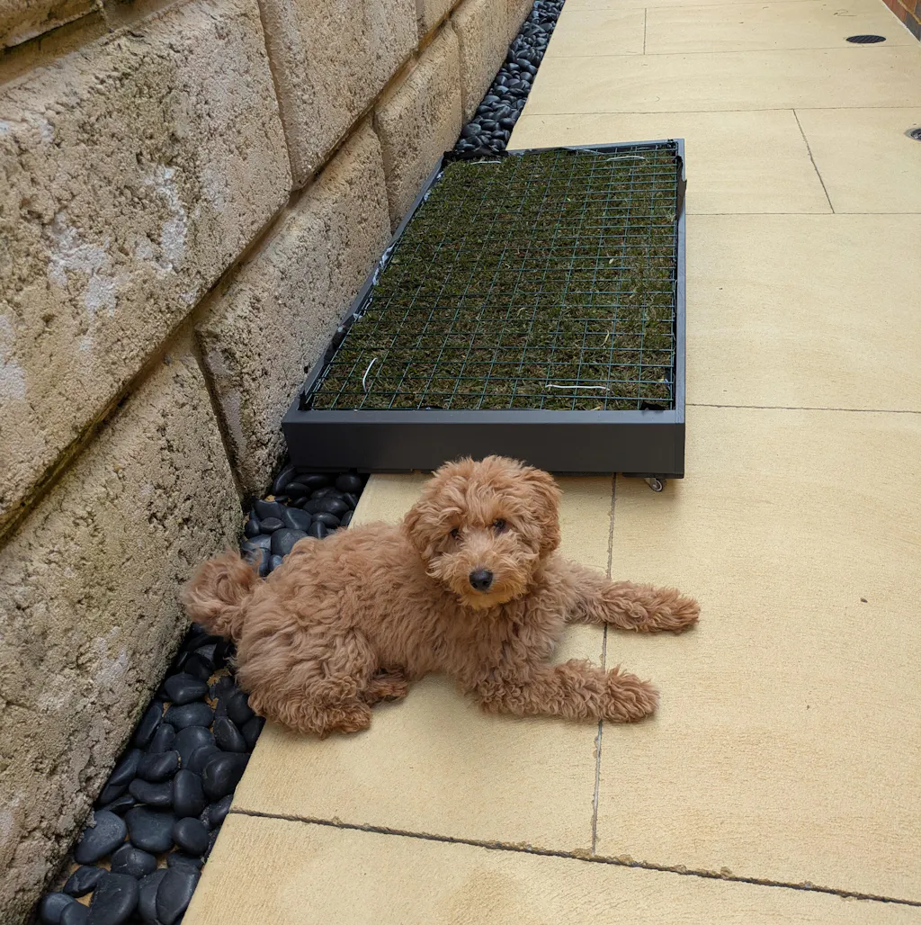 Reviews – Real Grass Puppy Potty