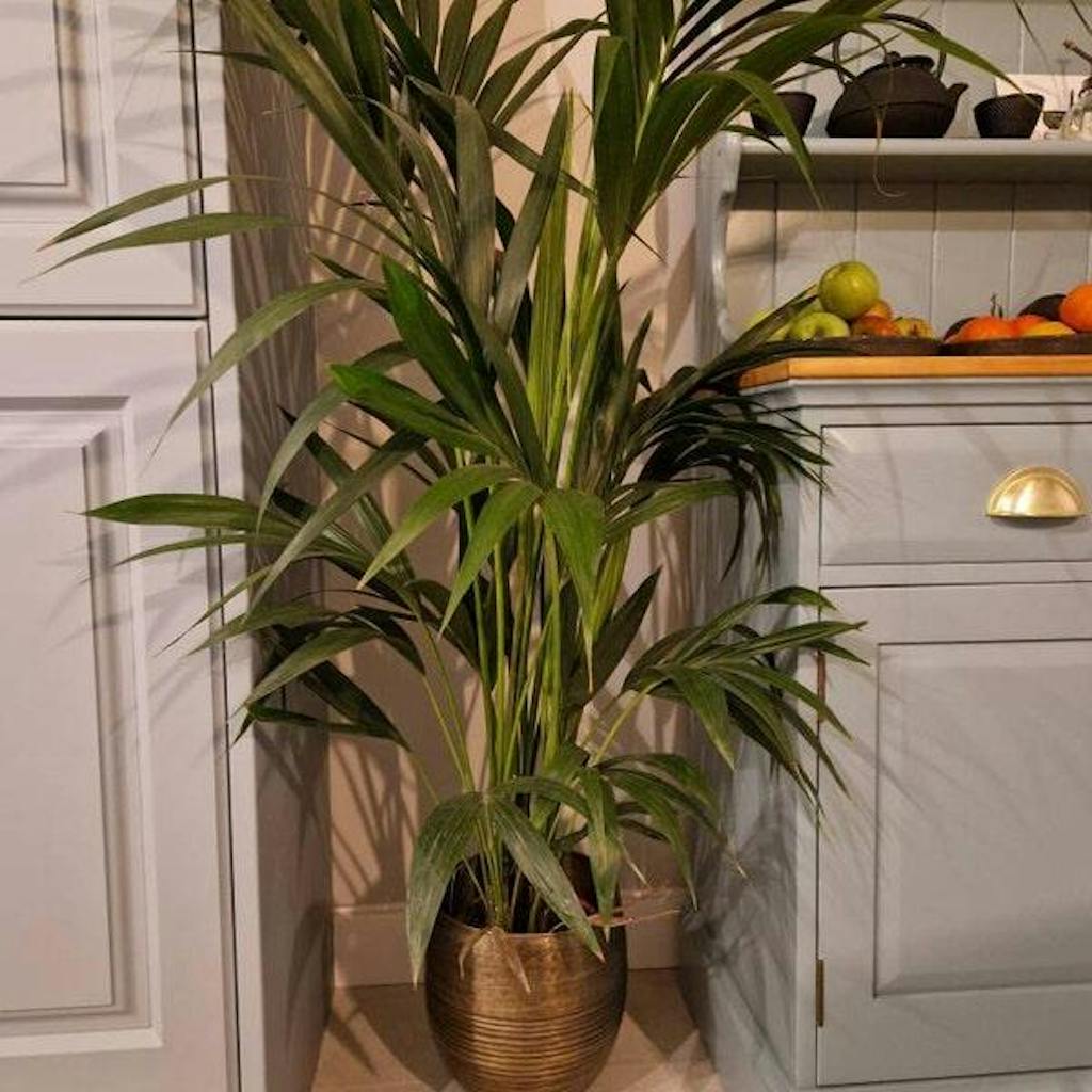 Fabio Metal Plant Pots, Handmade Brass Antique, XL Pots