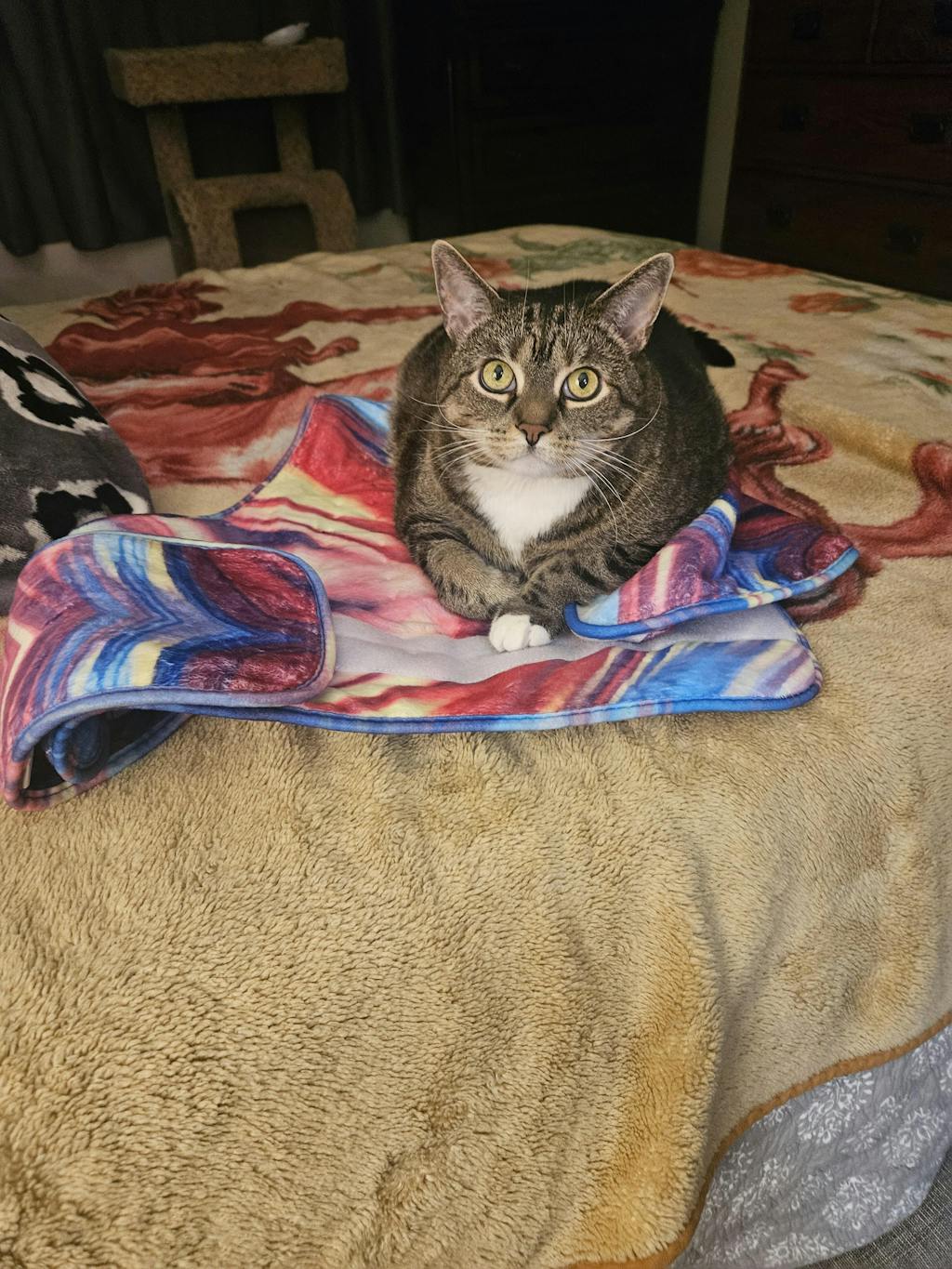 The ORIGINAL REB Heating Pad: The Riley – REBRELIEF