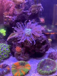 View everything your reef needs with our natural live feeds – Reef Legends
