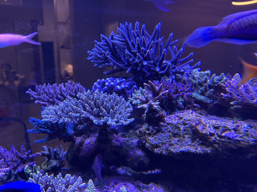 REEF PRO COMPLETE AB – Reef Pro