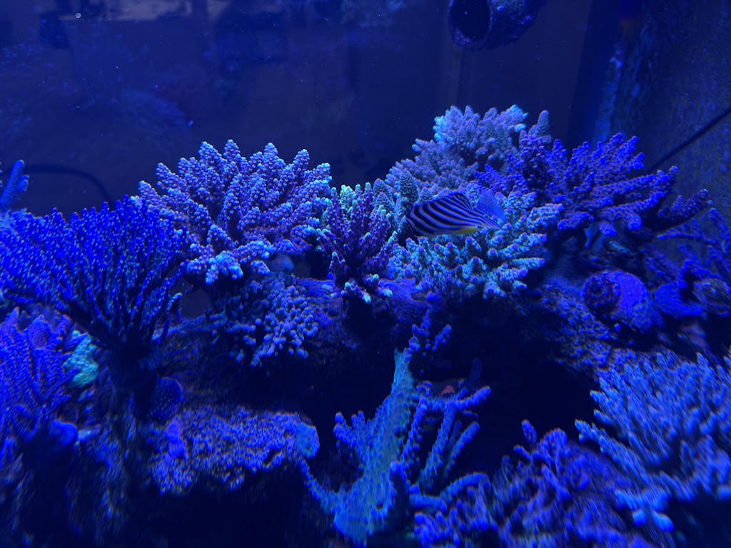 REEF PRO COMPLETE AB – Reef Pro