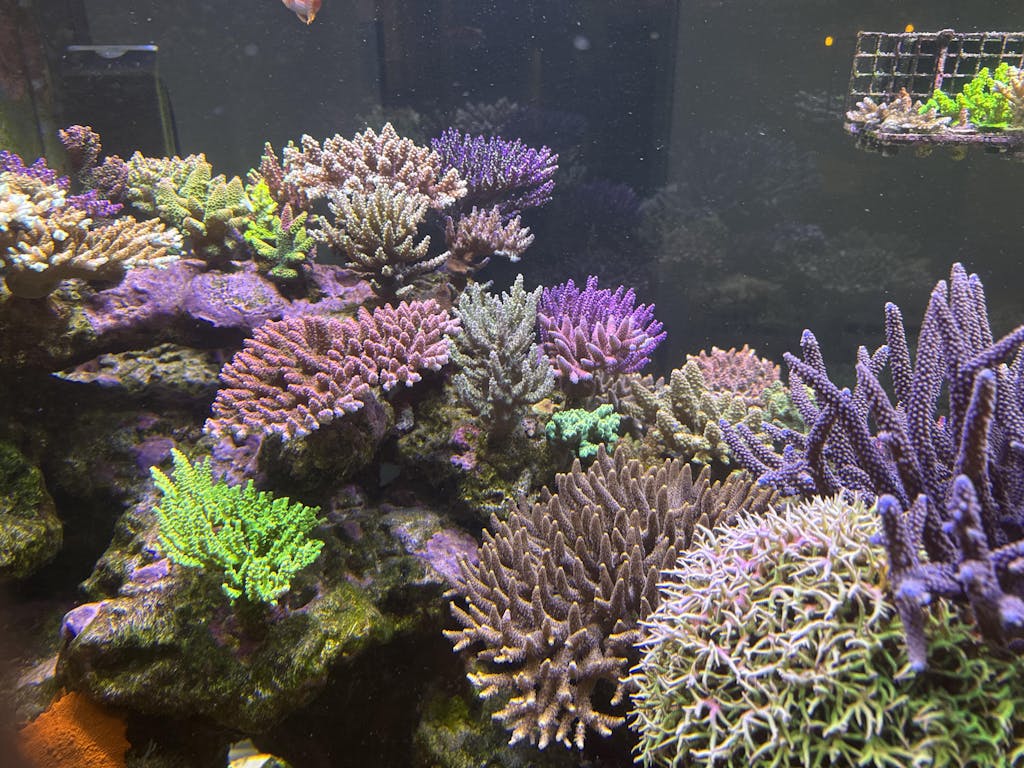 REEF PRO COMPLETE AB – Reef Pro