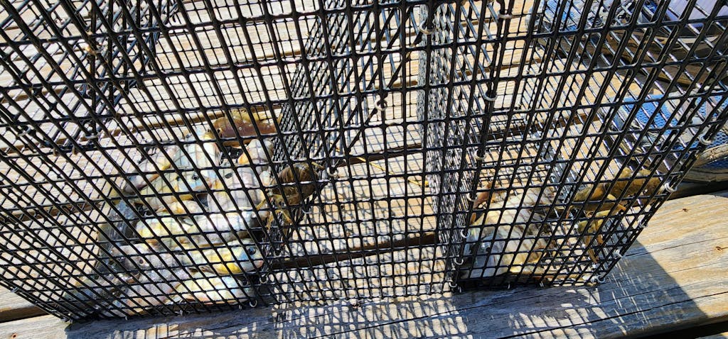 Z-Bait Fish Trap (Bream, Perch, Sunfish, Pinfish, Bullhead Trap) – Reel ...