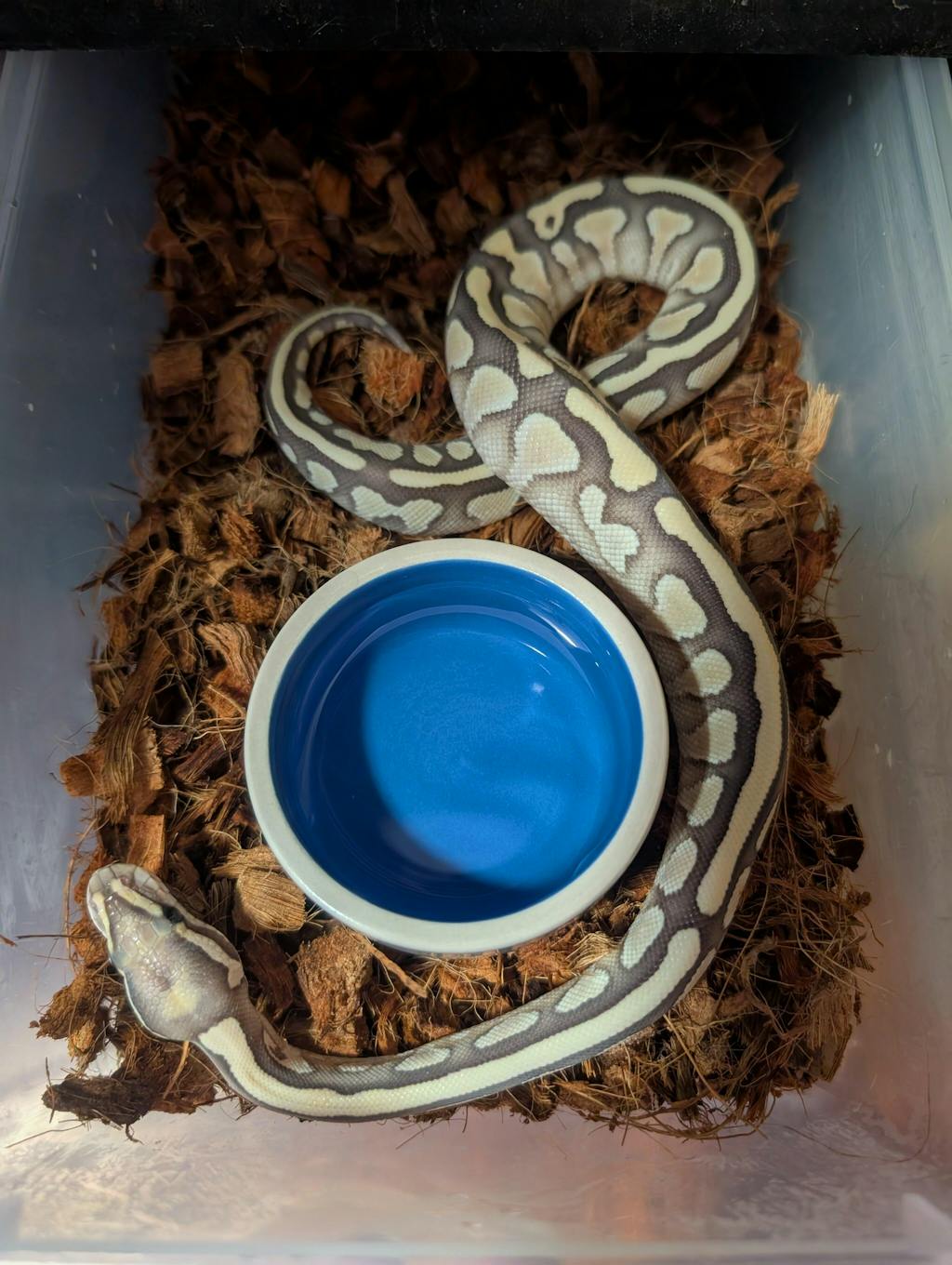 Buy Top-Quality Coconut Chips Breeder Block | ReptiChip LLC