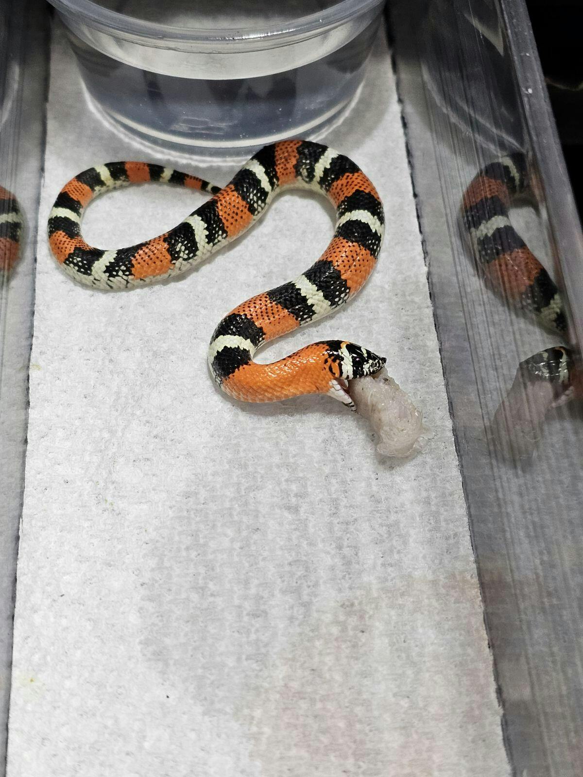 Frog Micro, Mini, and Mini+ Links – Reptilinks