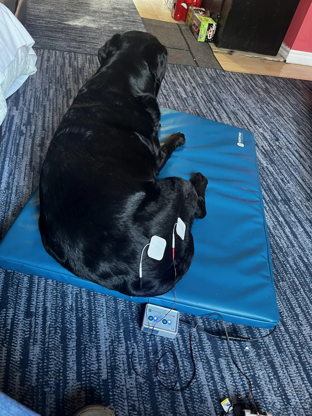 Maxi-Pulse PEMF Dog Bed Therapy System - Vinyl – Respond Systems