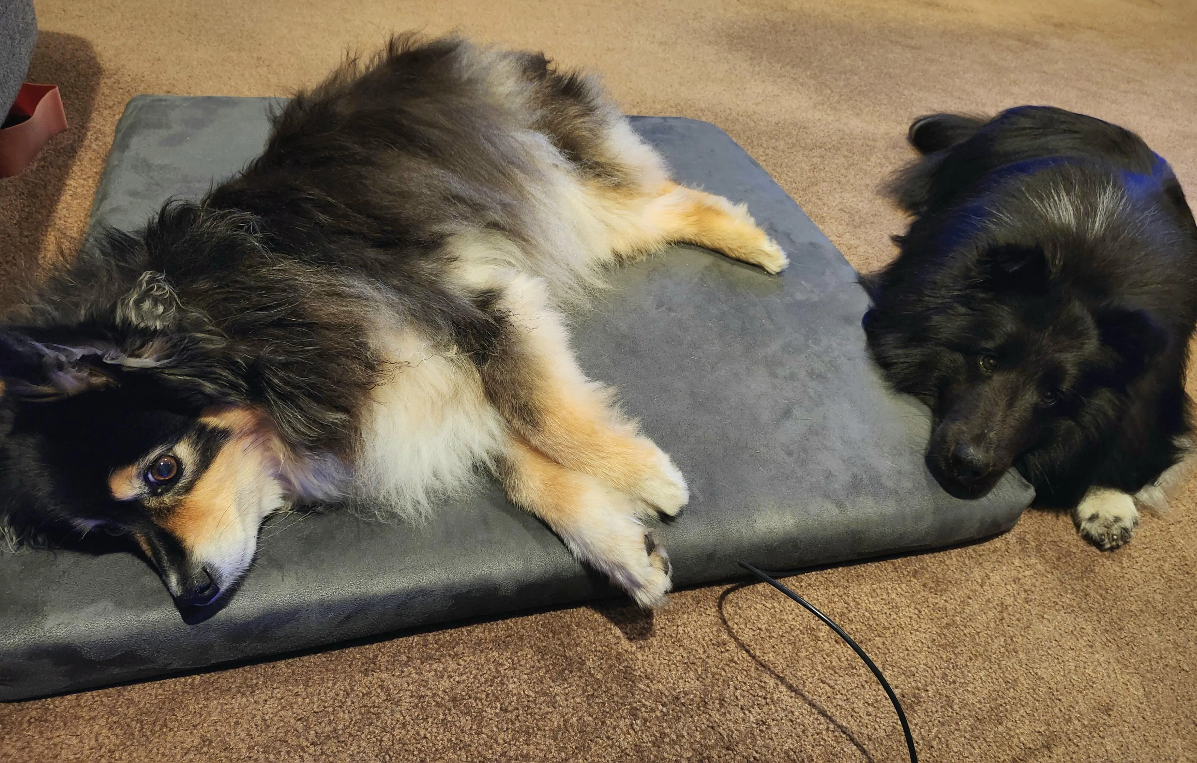 Maxi-Pulse PEMF Dog Bed Therapy System - Vinyl – Respond Systems