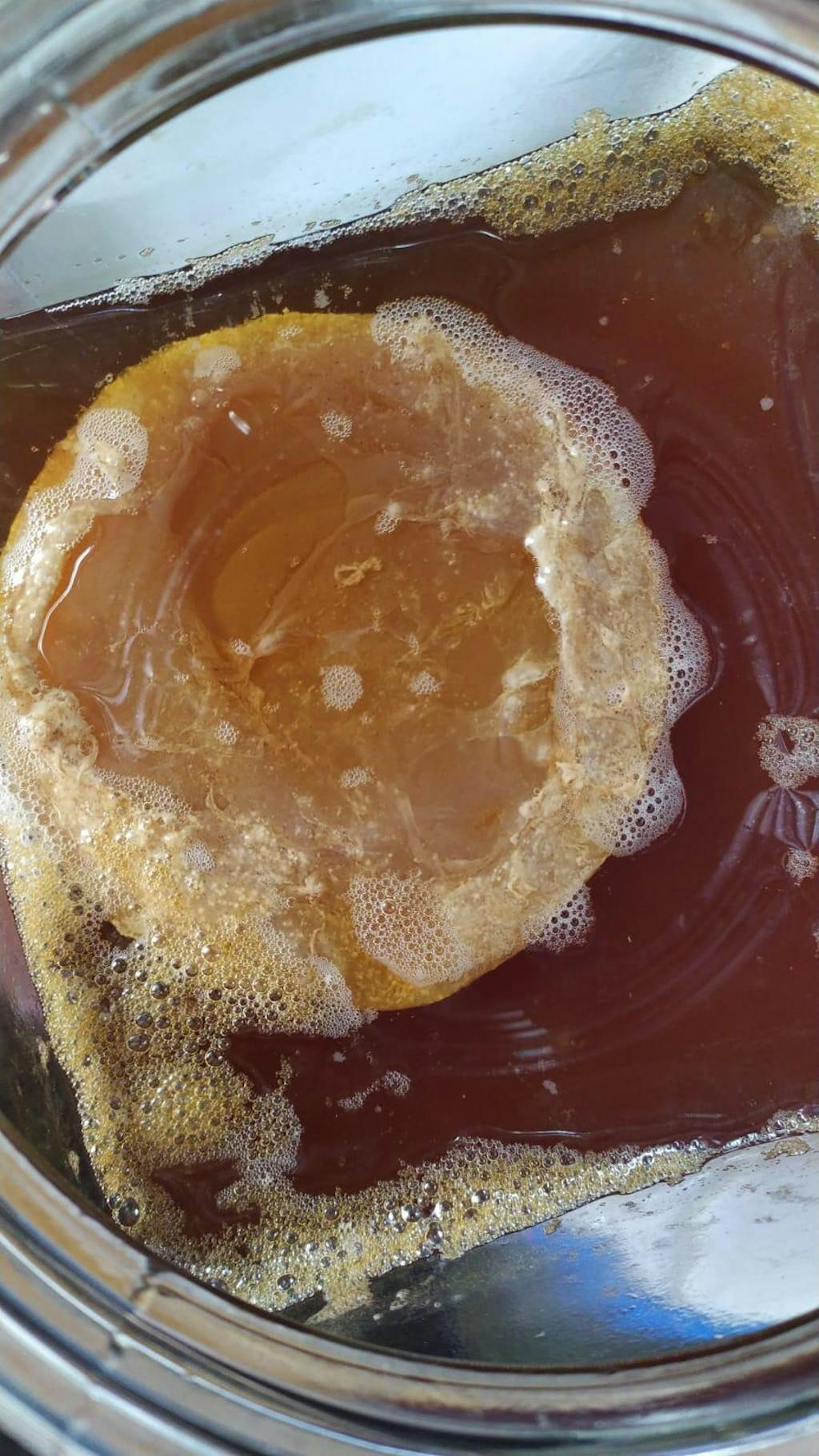 Mère de kombucha biologique | Révolution Fermentation France