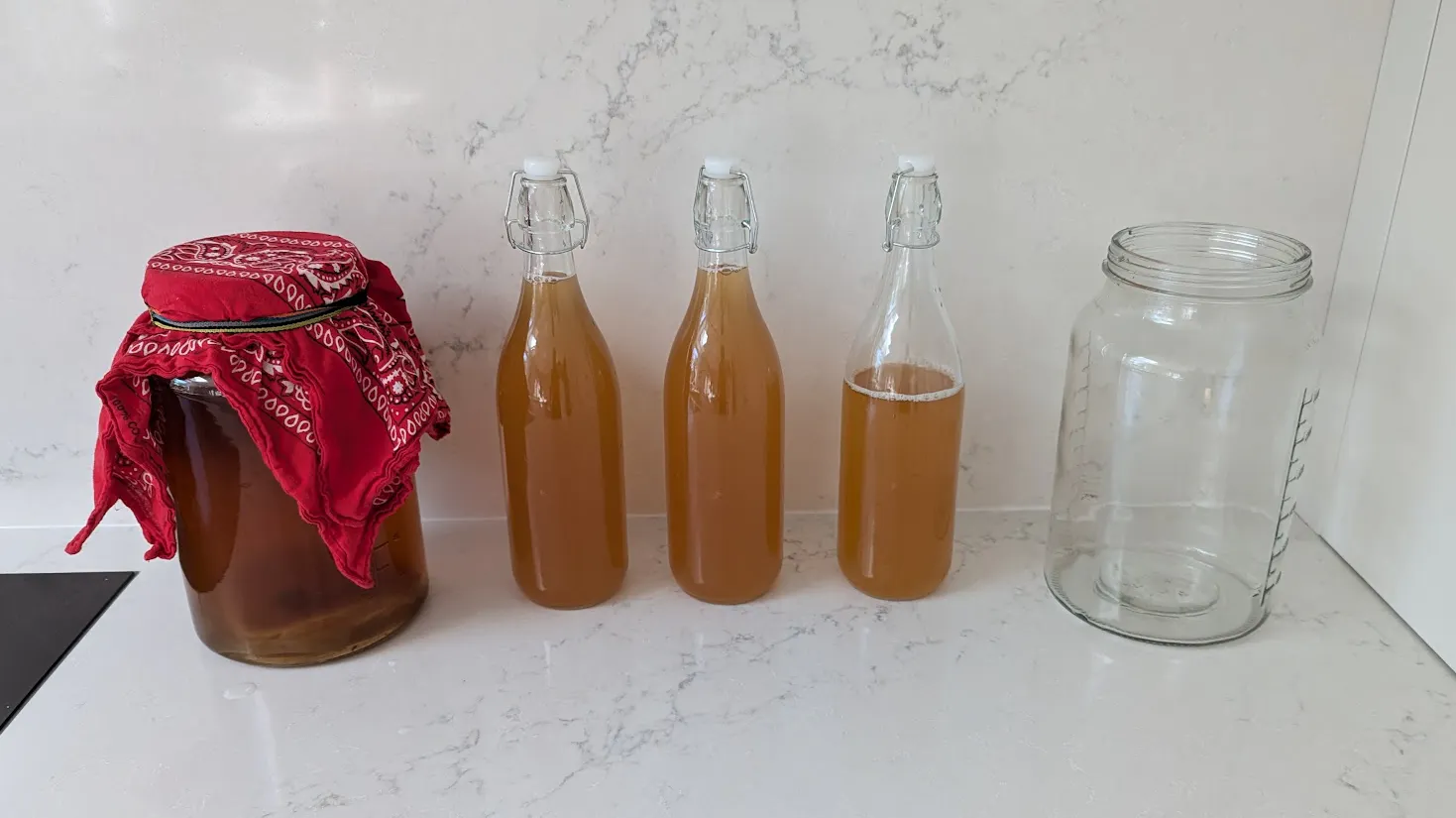 Kombucha SCOBY (Made in Canada) | Revolution Fermentation Canada