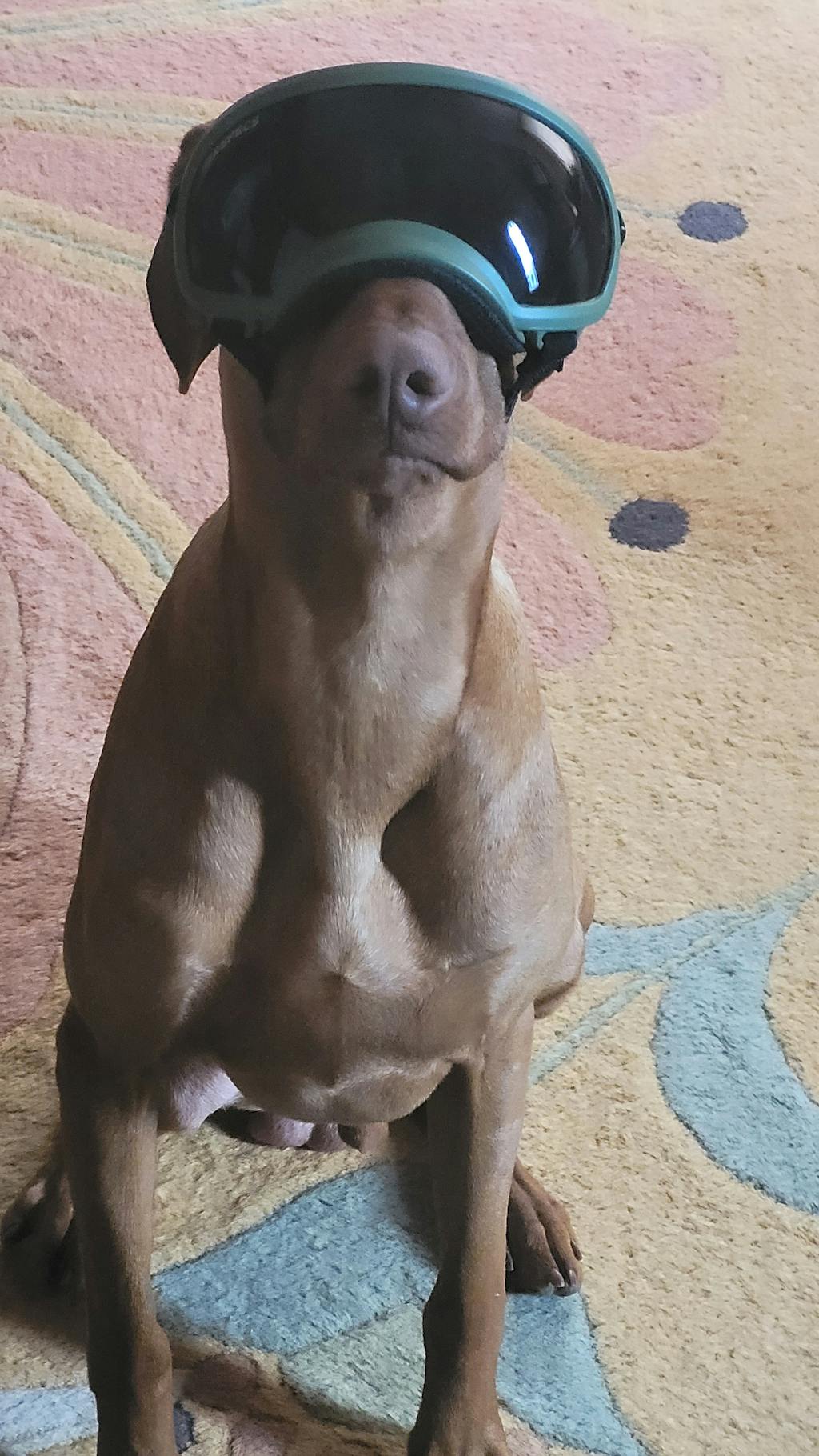 Ear Pro – Rex Specs