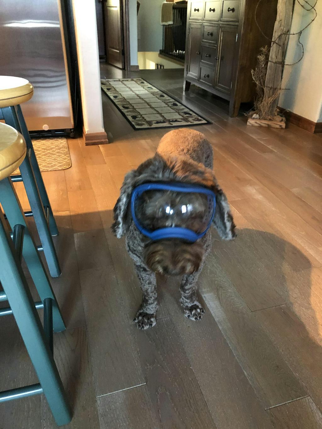 Dog Eyewear | Dog Goggles Eye Protection | Rex Specs