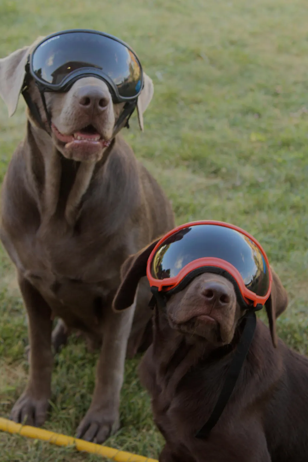 Dog Eyewear | Dog Goggles Eye Protection | Rex Specs