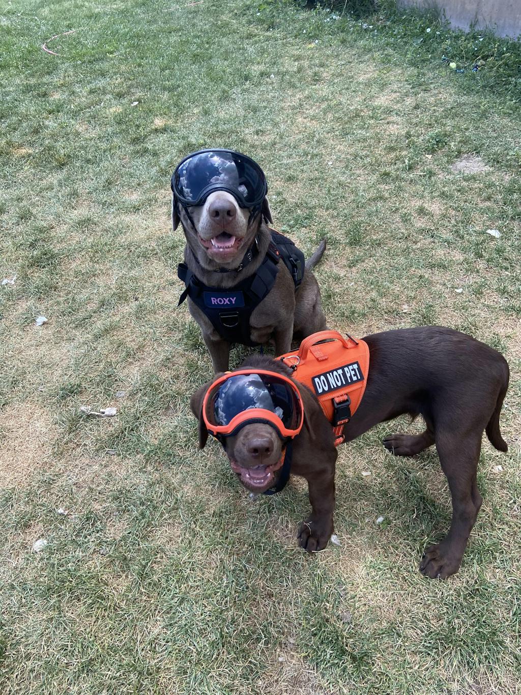 Dog Eyewear | Dog Goggles Eye Protection | Rex Specs