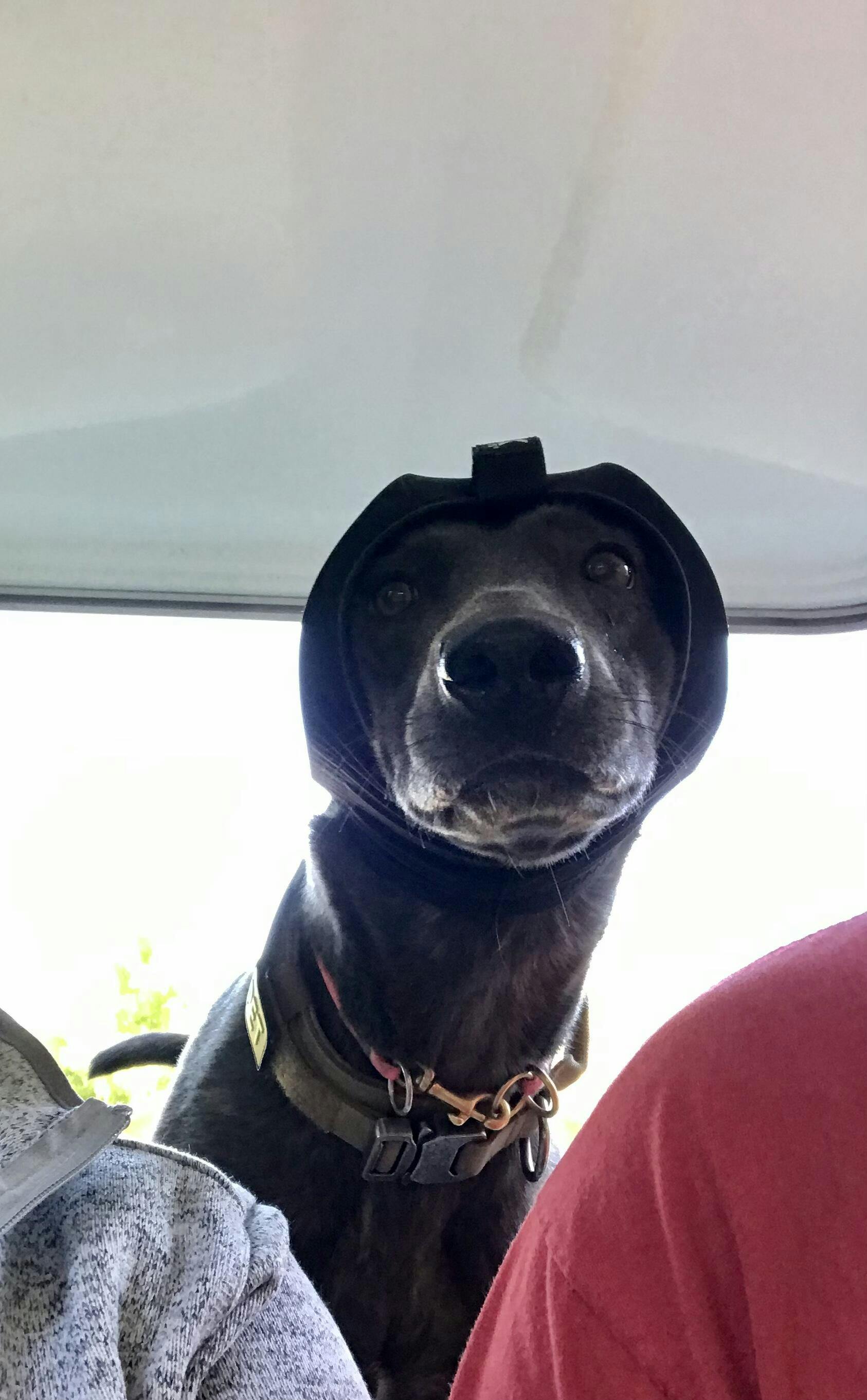 Ear Pro | Dog Ear & Hearing Protection | Rex Specs