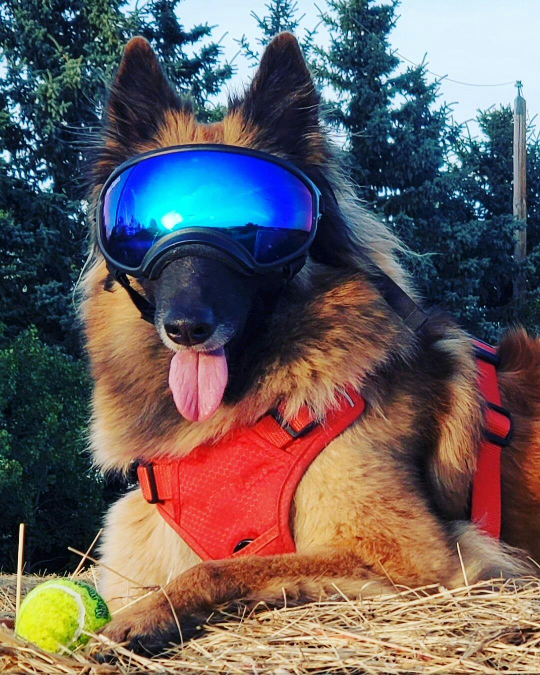 Ear Pro | Dog Ear & Hearing Protection | Rex Specs