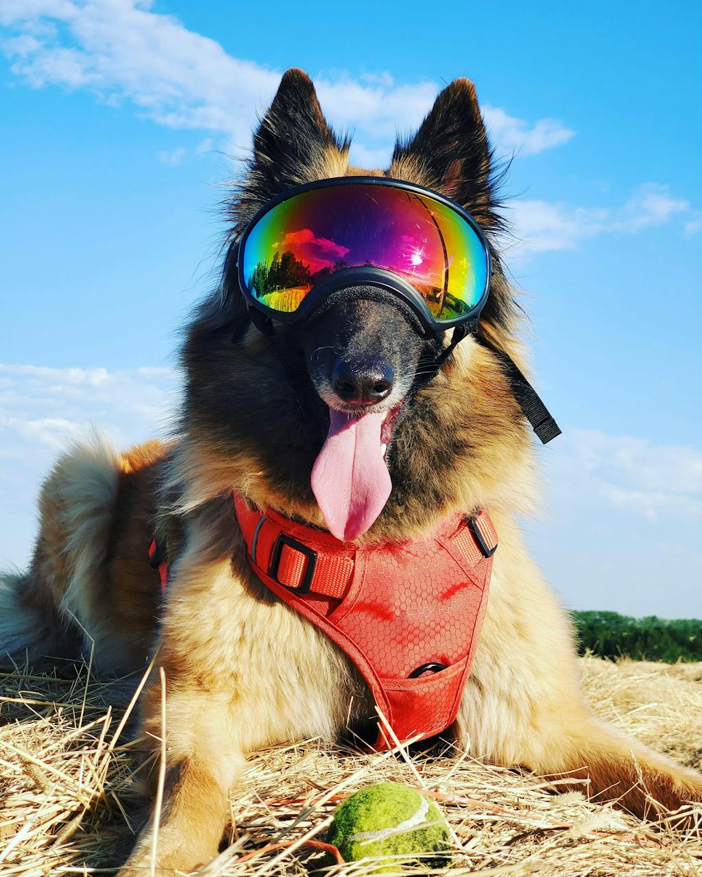 Ear Pro | Dog Ear & Hearing Protection | Rex Specs