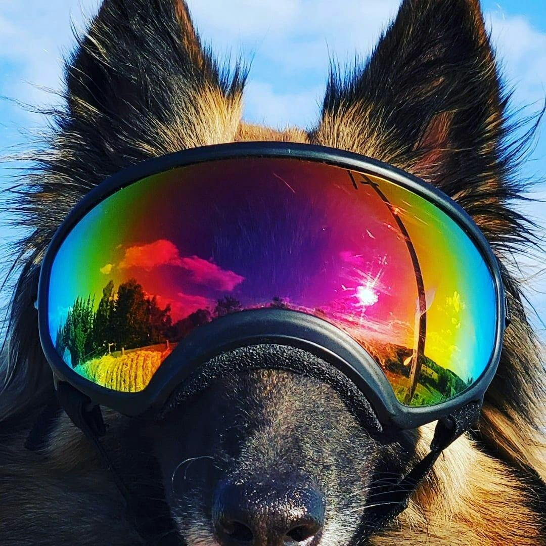 Ear Pro | Dog Ear & Hearing Protection | Rex Specs