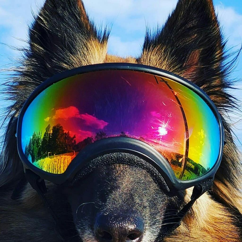 Ear Pro | Dog Ear & Hearing Protection | Rex Specs