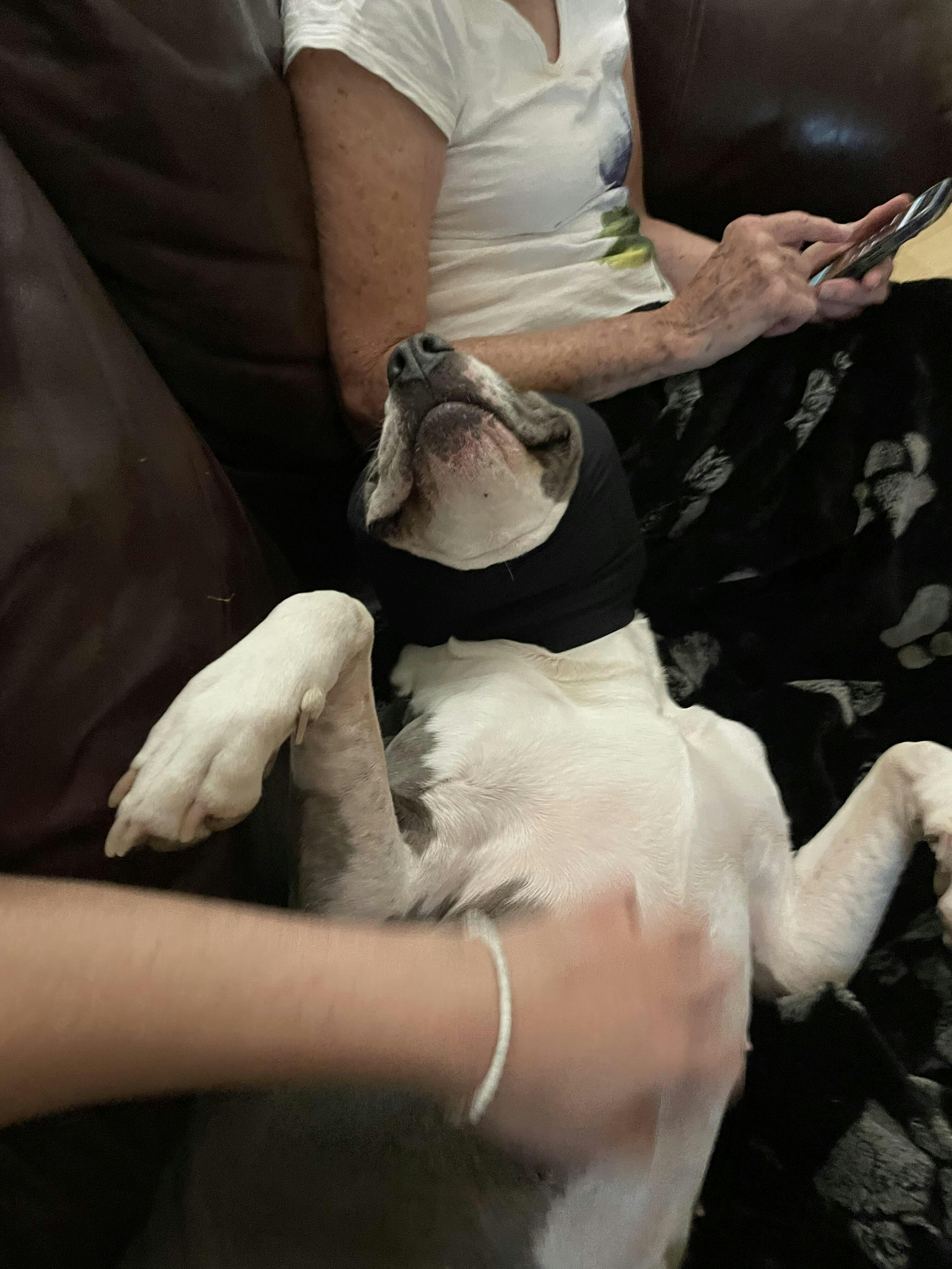 Ear Pro | Dog Ear & Hearing Protection | Rex Specs