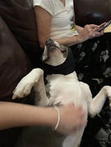 Ear Pro | Dog Ear & Hearing Protection | Rex Specs