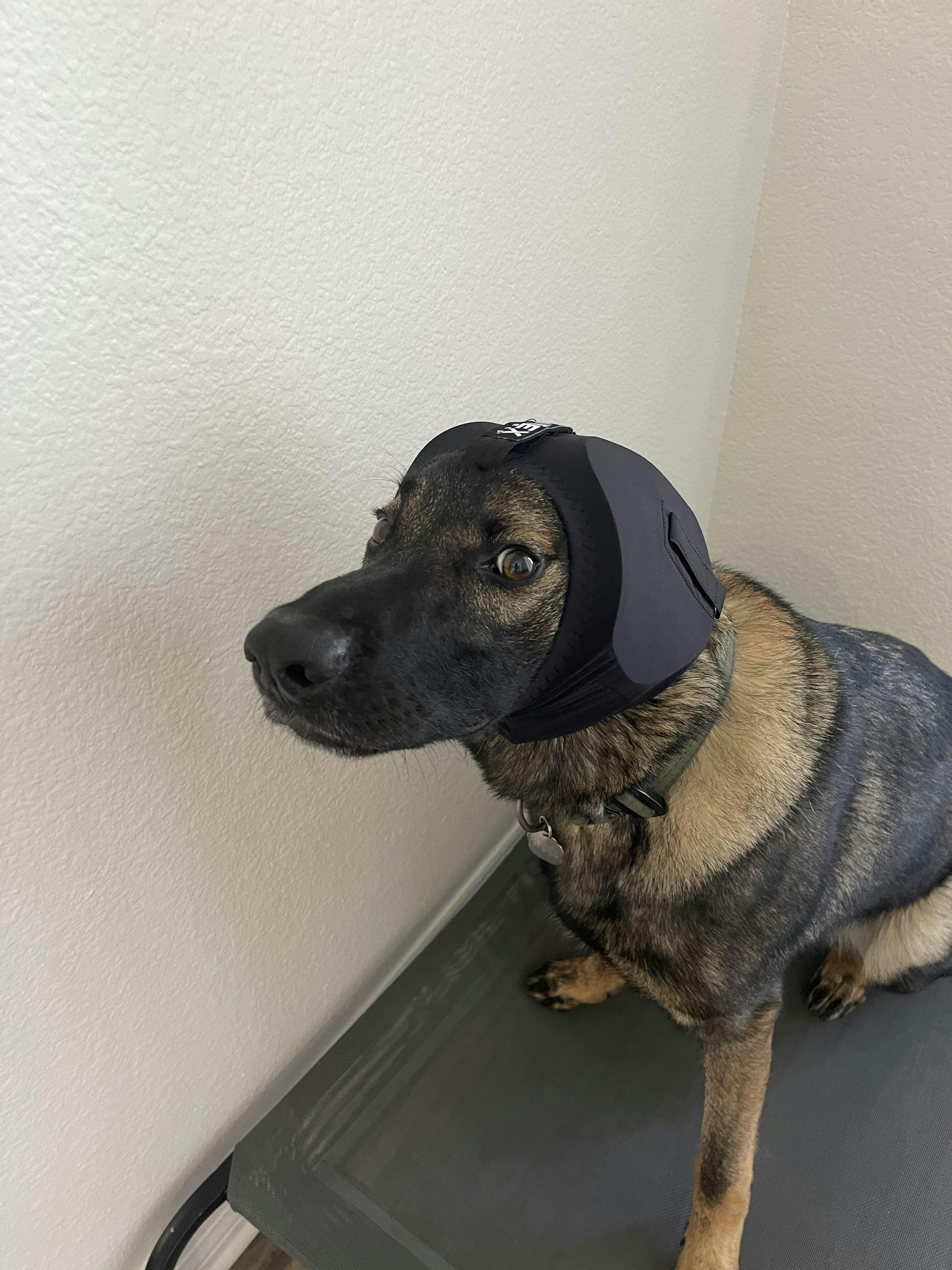 Ear Pro | Dog Ear & Hearing Protection | Rex Specs