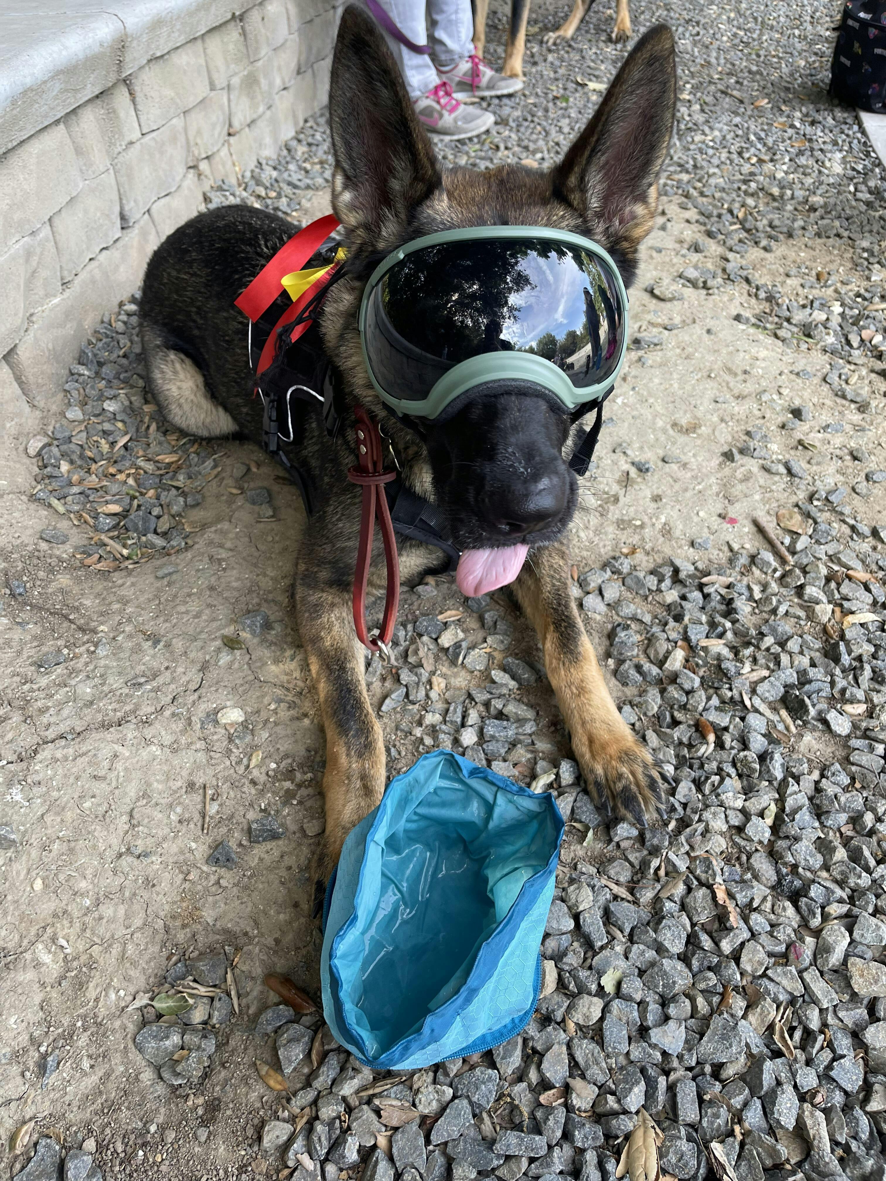 Ear Pro | Dog Ear & Hearing Protection | Rex Specs