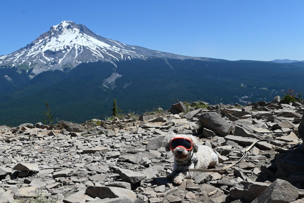 Original Replacement Lenses – Rex Specs