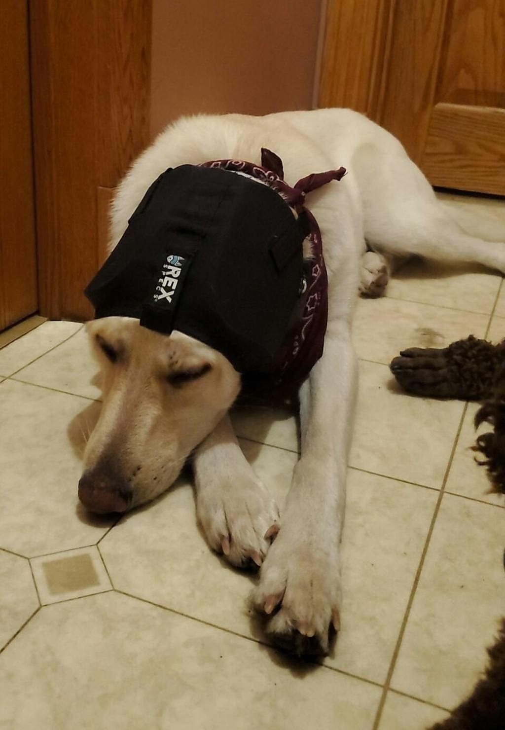 Ear Pro | Dog Ear & Hearing Protection | Rex Specs