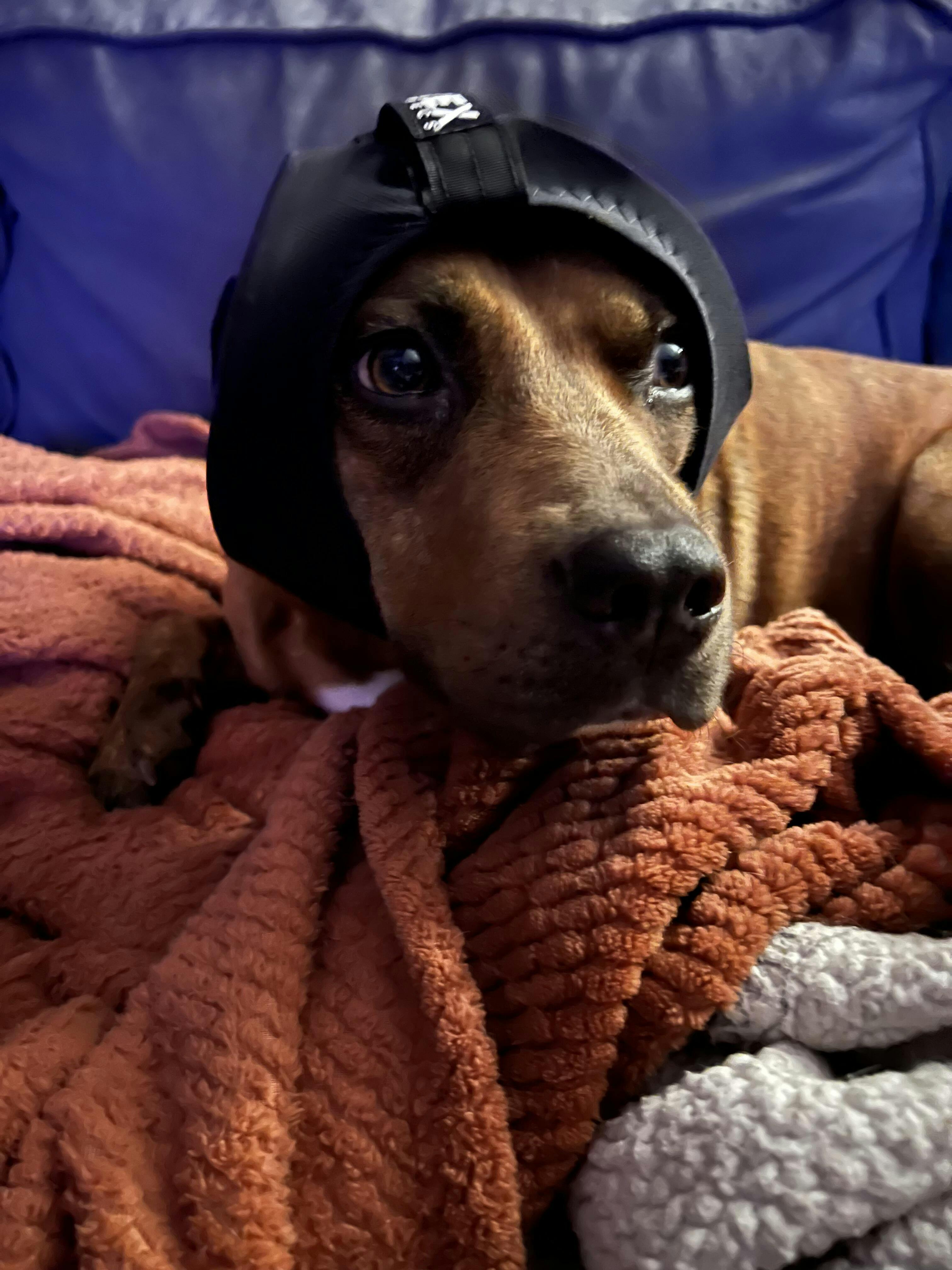 Ear Pro | Dog Ear & Hearing Protection | Rex Specs