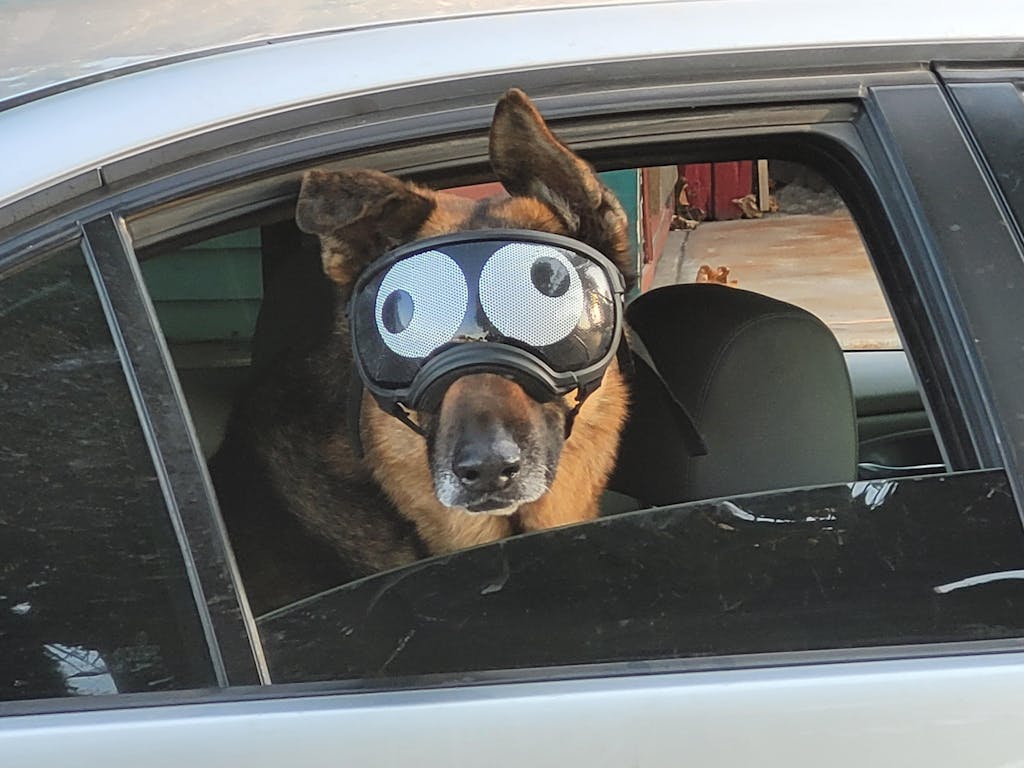 Lens Wraps – Rex Specs