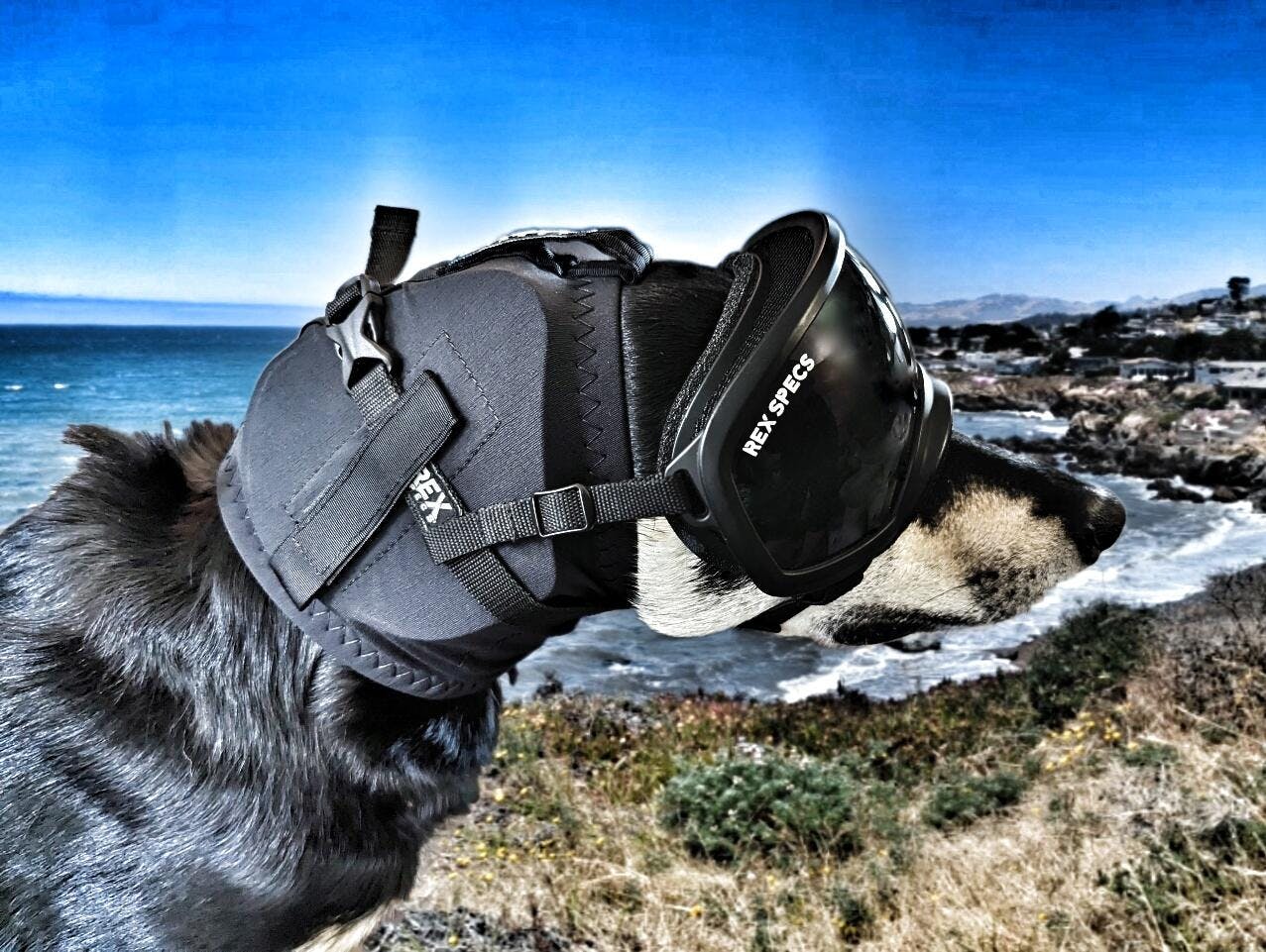 Ear Pro | Dog Ear & Hearing Protection | Rex Specs